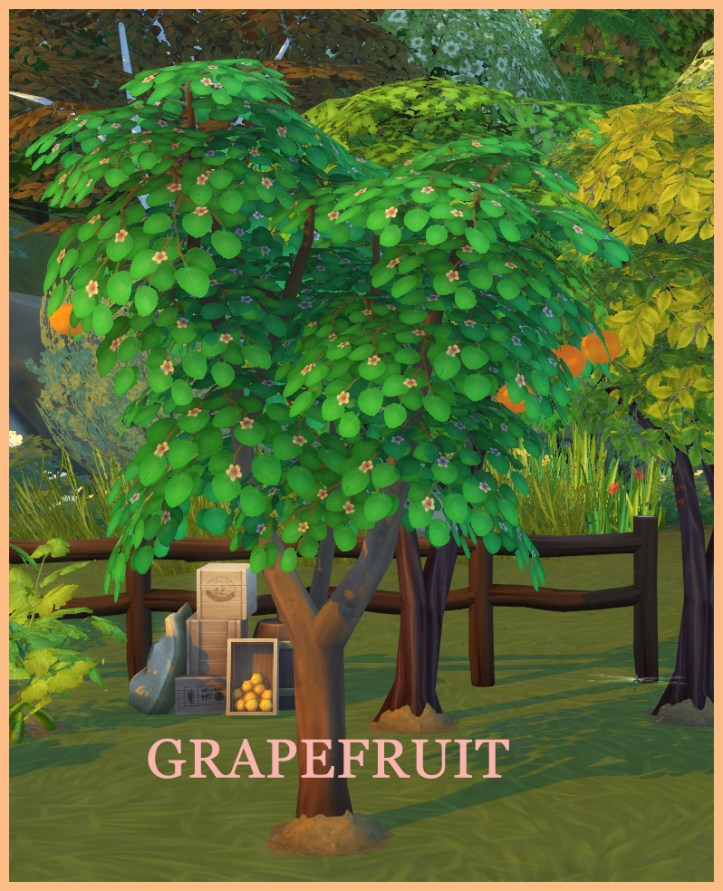 HARVESTABLE GRAPEFRUIT – icemunmun