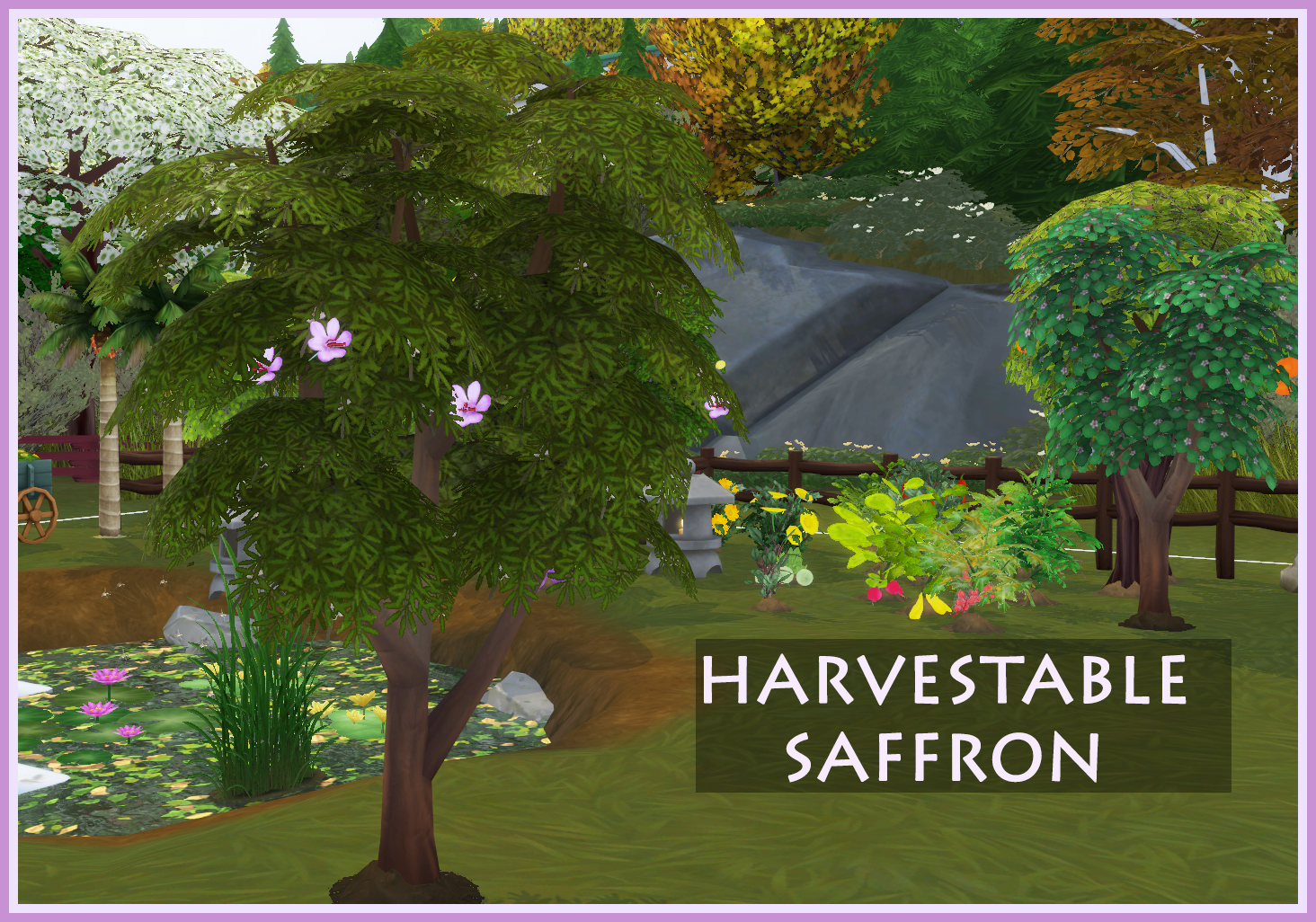 Harvestable Saffron – icemunmun
